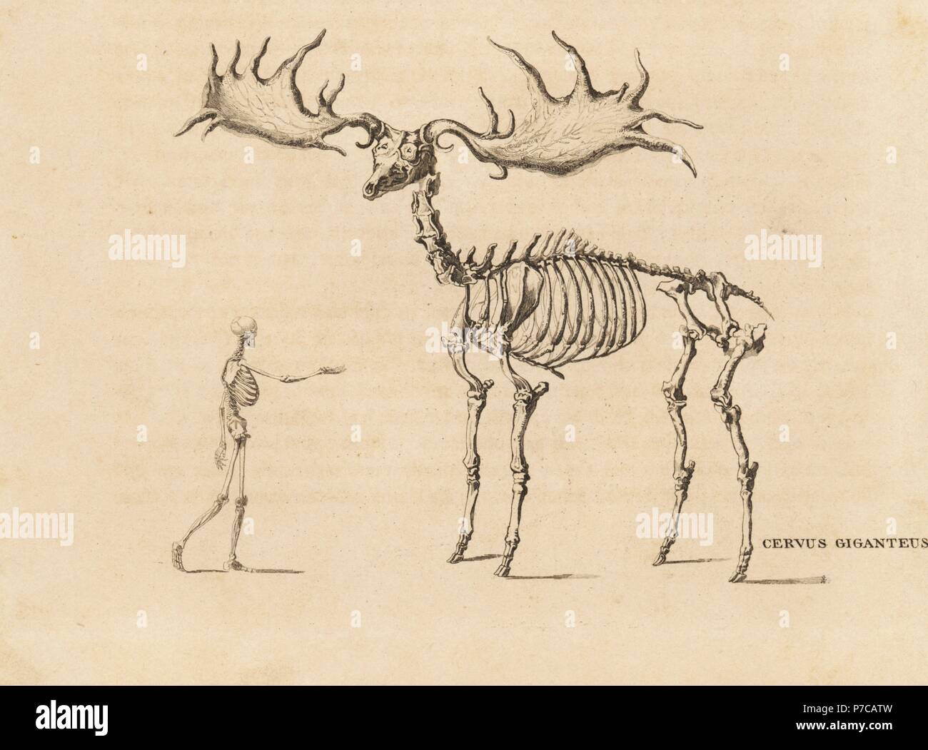 Lo scheletro di un estinto Irish elk, Megaloceros giganteus (Cervus ...