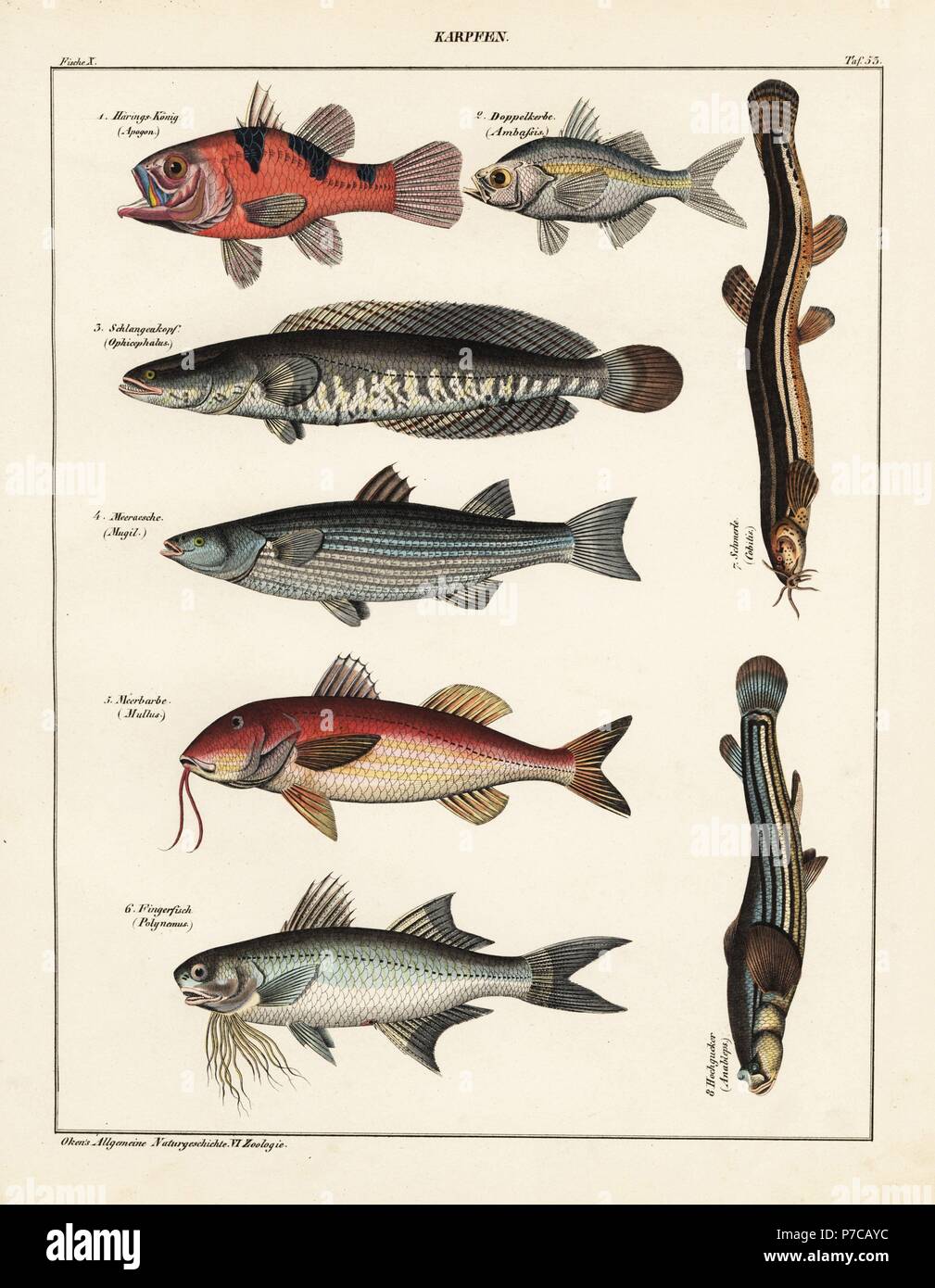 Specie polynemus immagini e fotografie stock ad alta risoluzione - Alamy