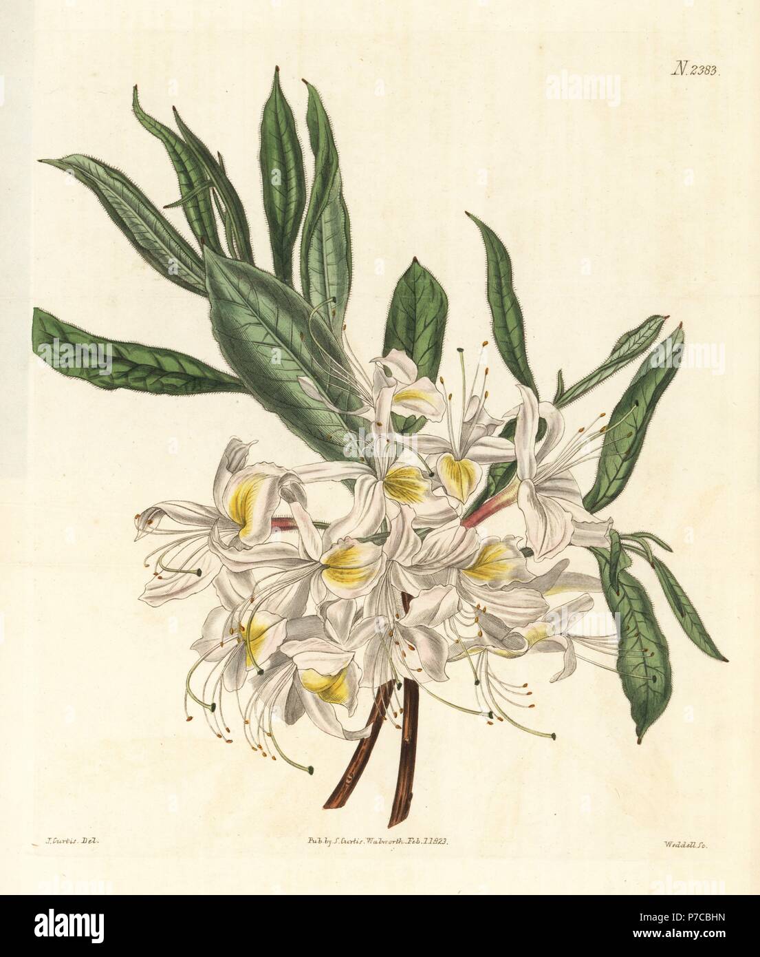 Azalea pontica var albiflora immagini e fotografie stock ad alta ...