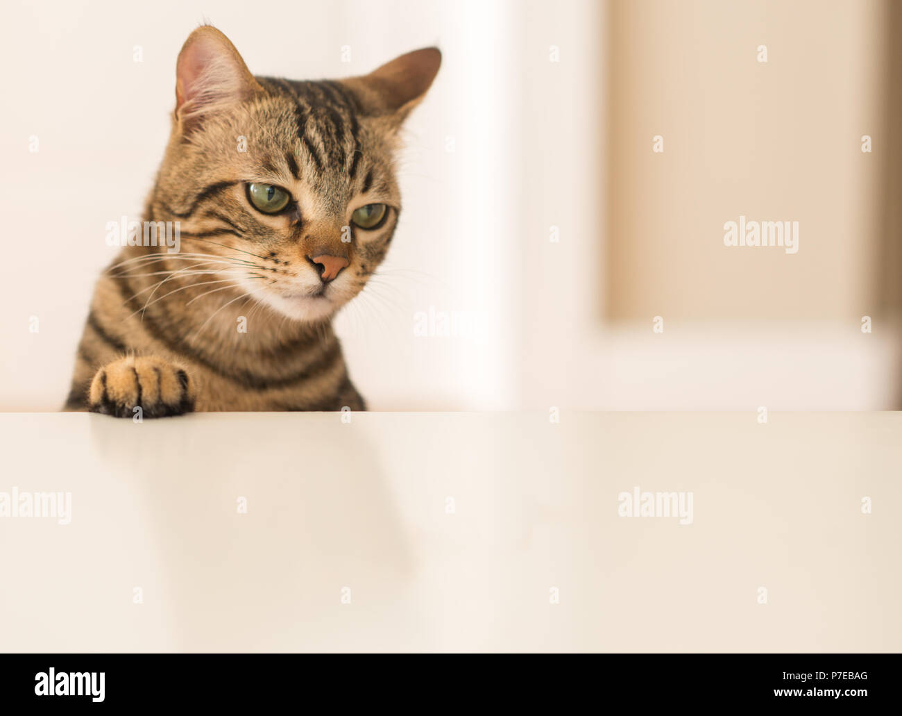 Gatto Felino Immagini e Fotos Stock - Alamy