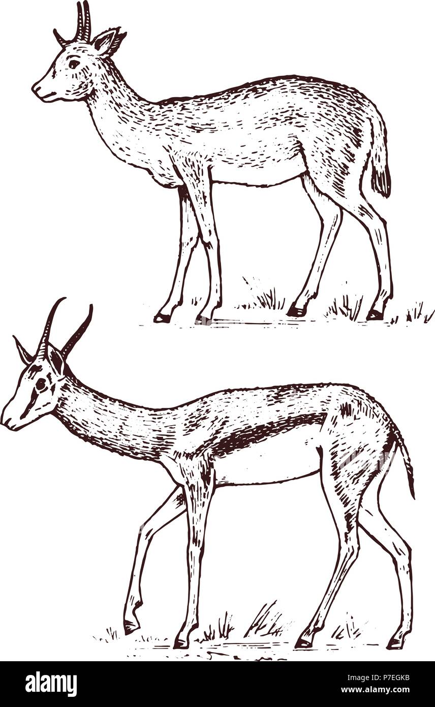 Selvatico Africano antilopi, cervi o doe. Duiker e springbok. Un ...