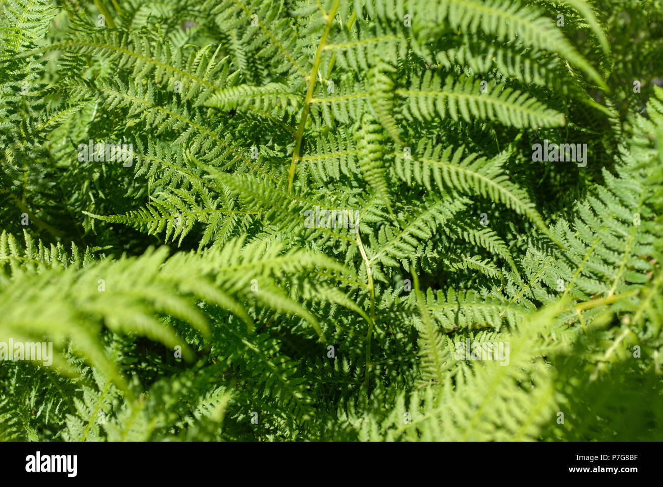 Sfondo di felci immagini e fotografie stock ad alta risoluzione - Alamy