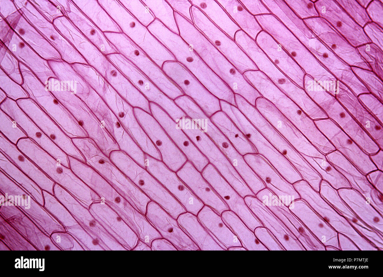 Microscopio Delle Cellule Di Cipolla