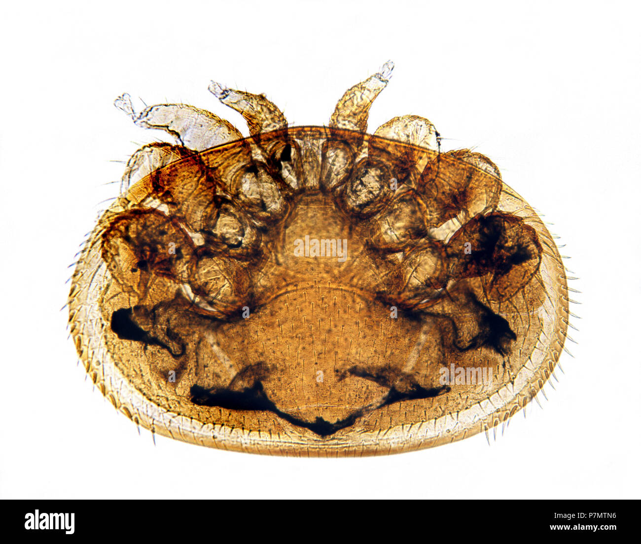 Microphoto della femmina di ape parassita (acaro Varroa destructor Foto ...