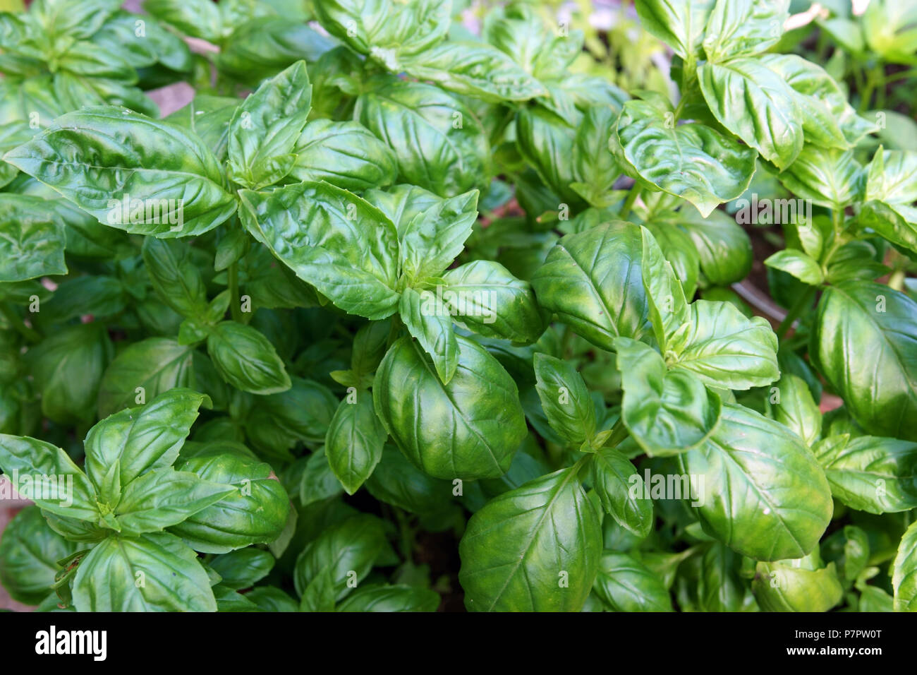 Piante di basilico verde immagini e fotografie stock ad alta ...
