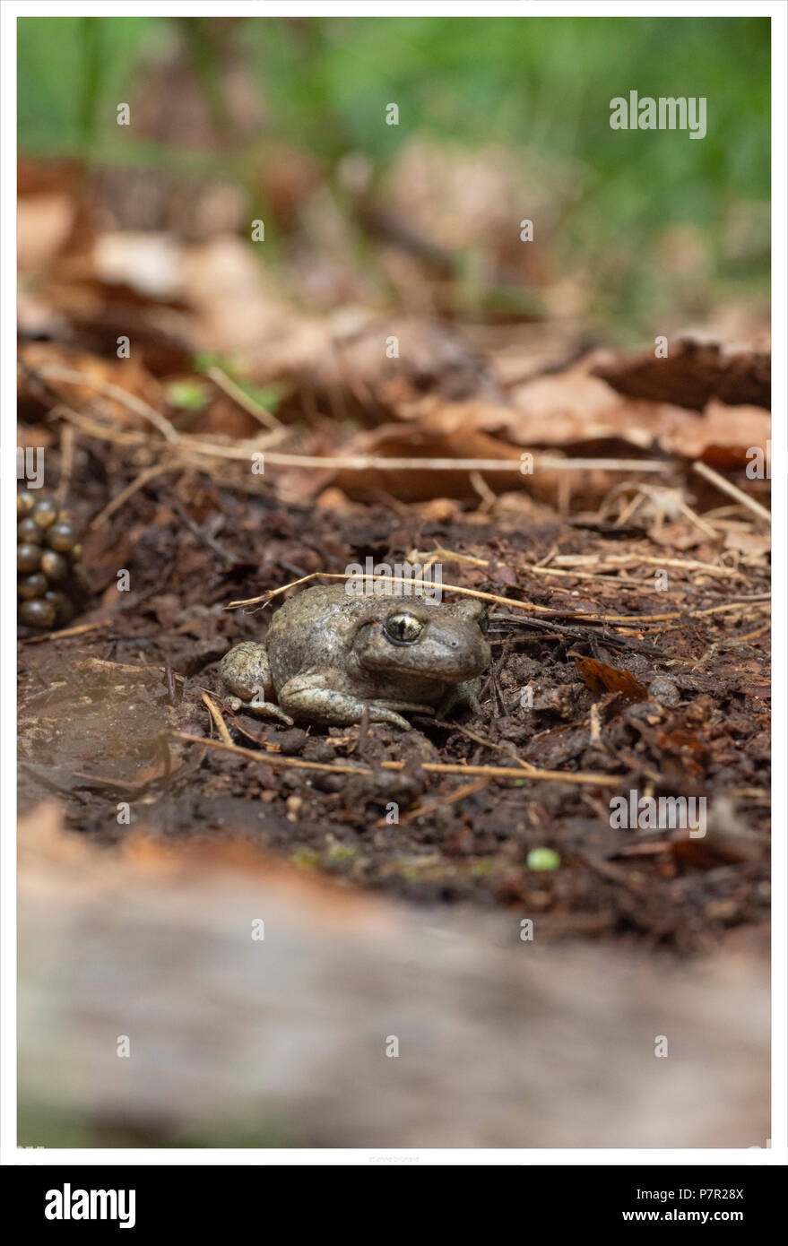 Uova di rospo immagini e fotografie stock ad alta risoluzione - Alamy