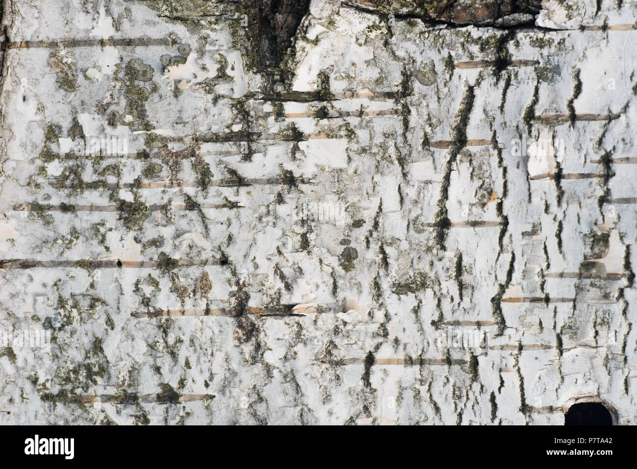 Corteccia di albero di betulla macro in bianco e nero immagini e ...