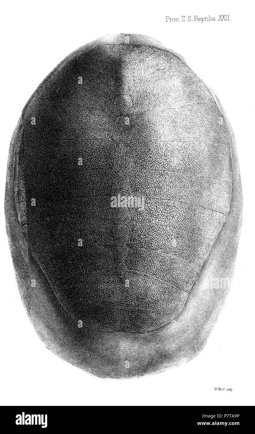 Carapace di flapshell immagini e fotografie stock ad alta risoluzione ...