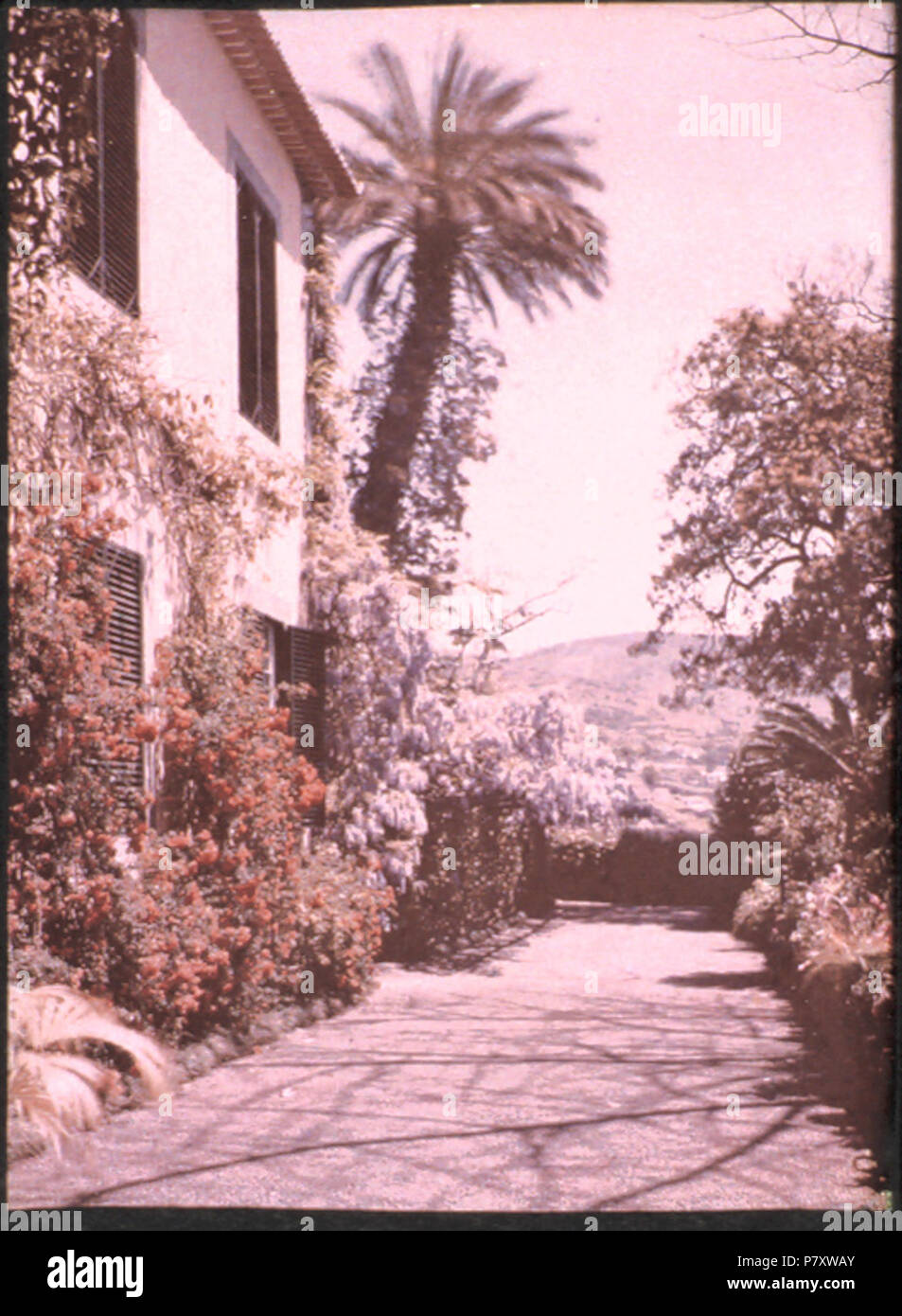 Fotografia a colori (autochrome) di un giardino e la casa di Madera, da ...