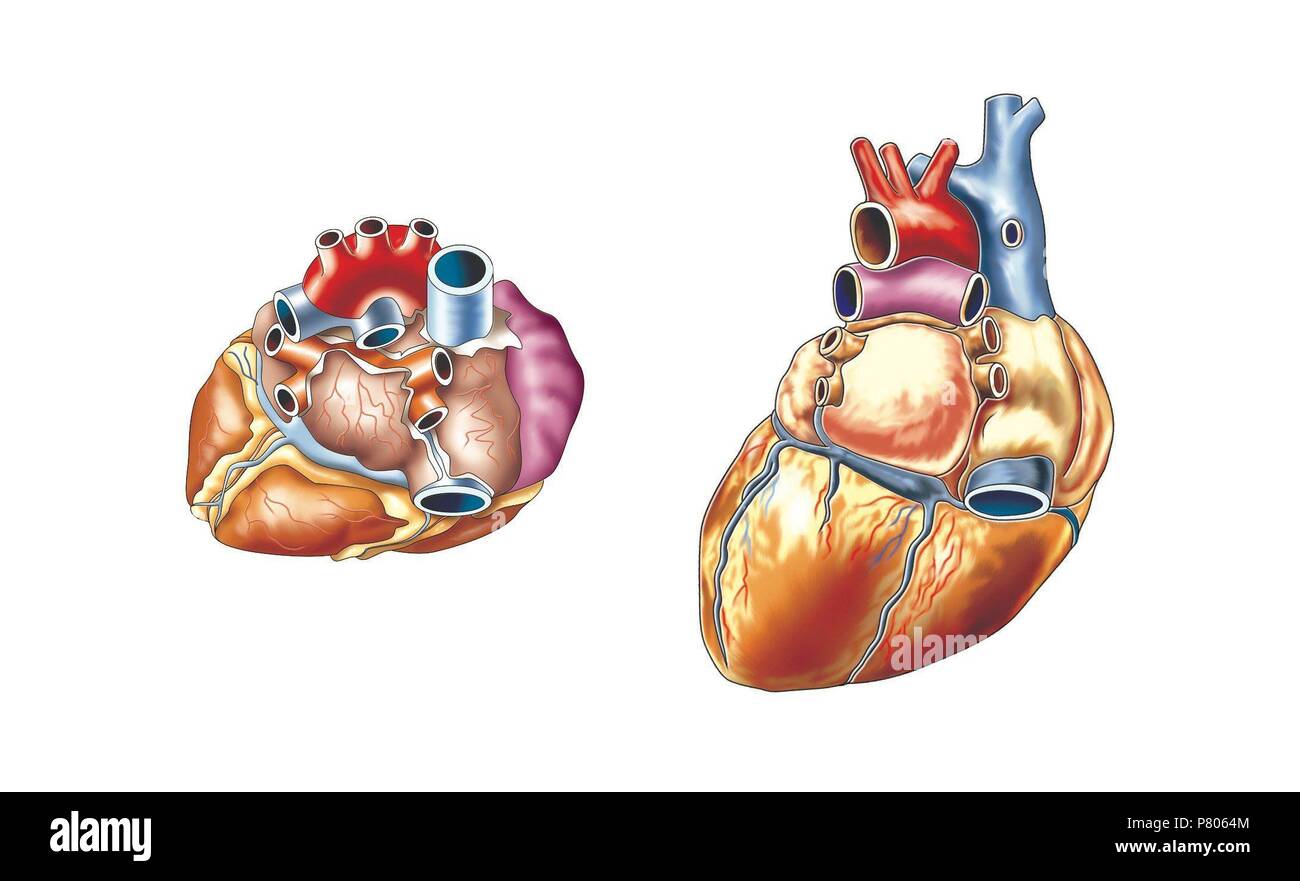 Coronary sinus immagini e fotografie stock ad alta risoluzione - Alamy