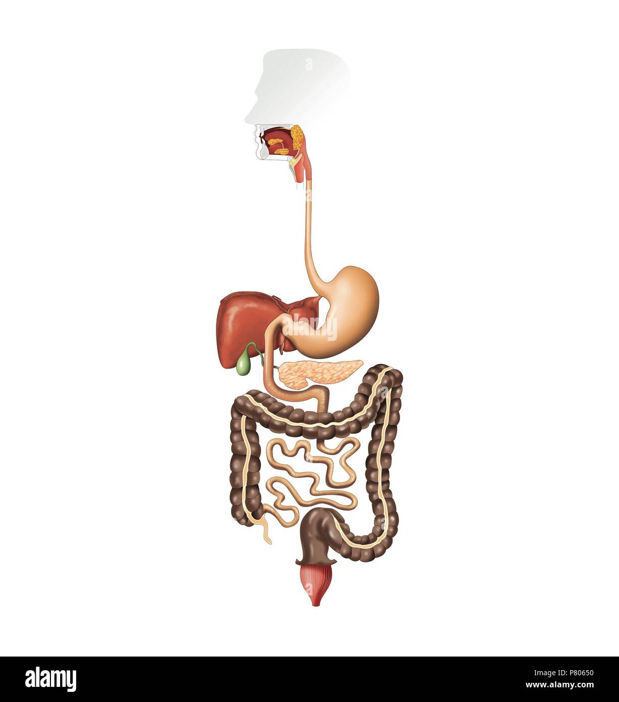 Faringe ed esofago Immagini senza sfondo e Foto Stock ritagliate - Alamy