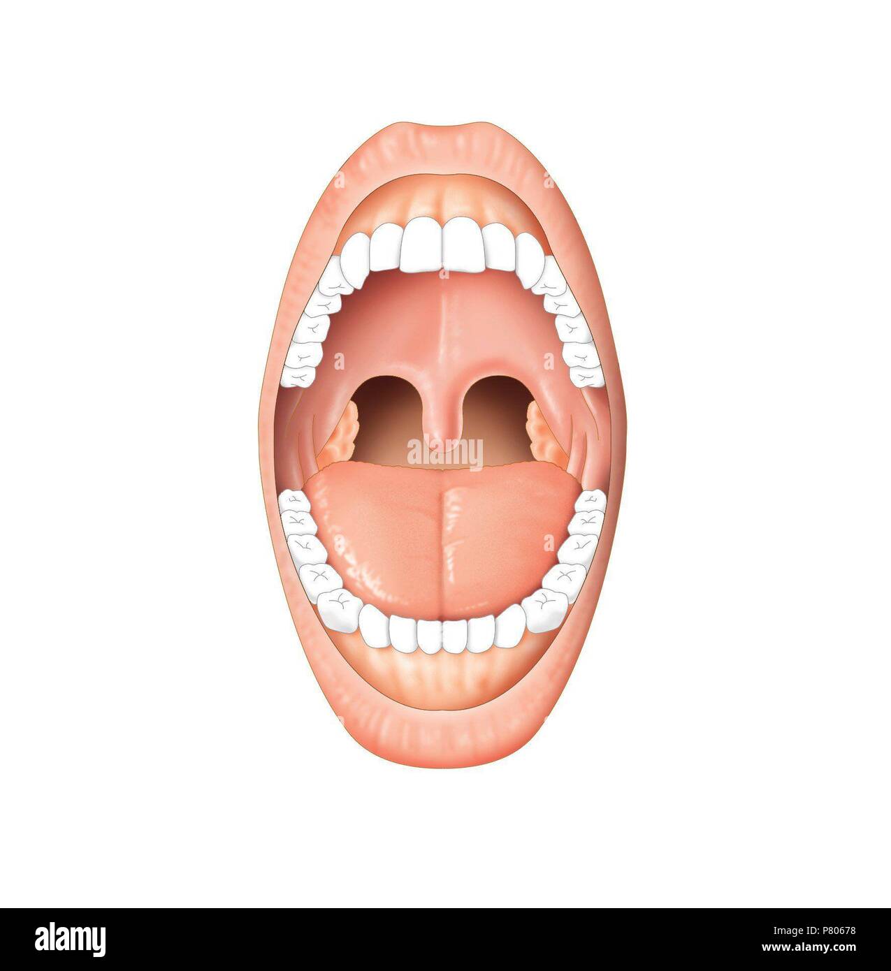 Anatomia della bocca Foto stock - Alamy