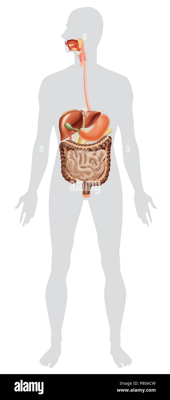 Faringe ed esofago Immagini senza sfondo e Foto Stock ritagliate - Alamy
