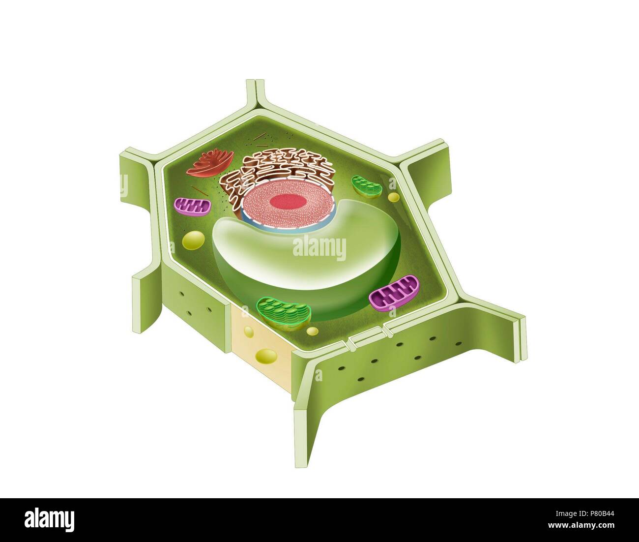 Cellula eucariotica vegetale immagini e fotografie stock ad alta risoluzione - Alamy