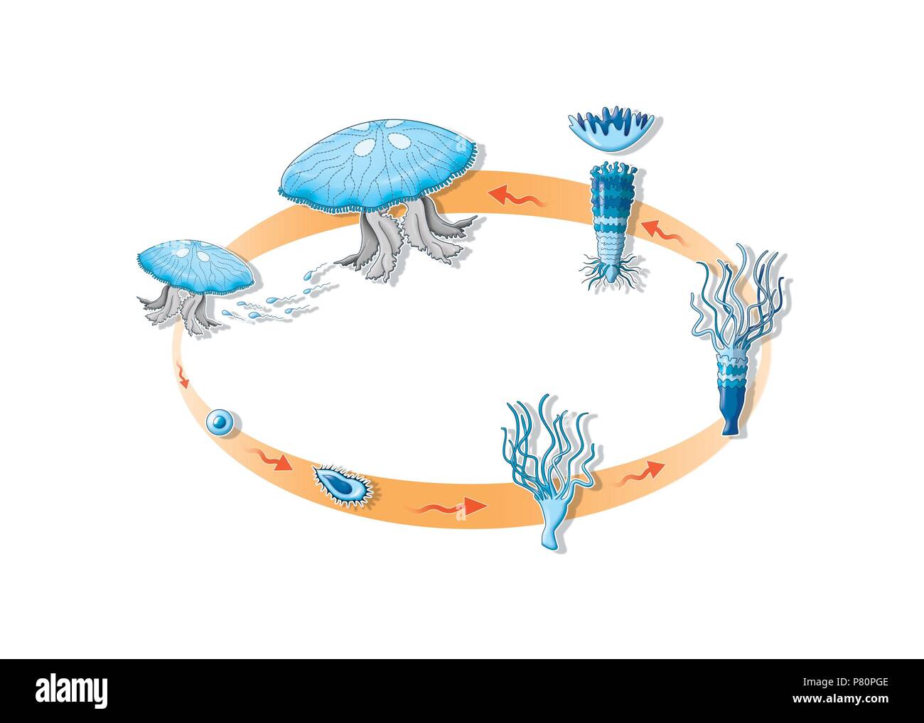 Jellyfish life cycle immagini e fotografie stock ad alta risoluzione ...
