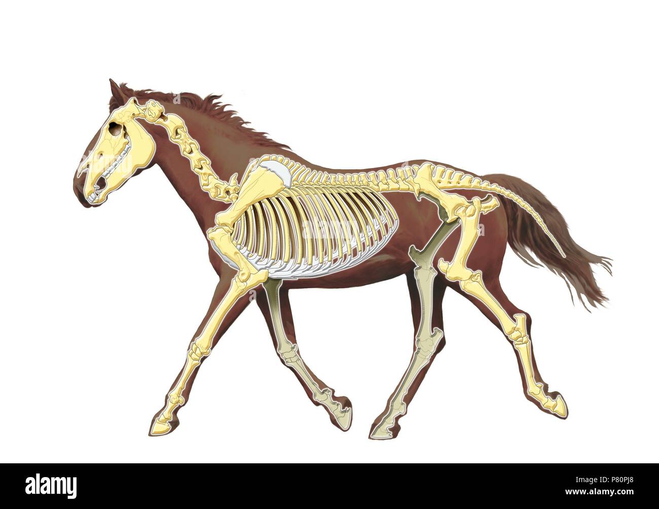 Scheletro cavallo immagini e fotografie stock ad alta risoluzione - Alamy