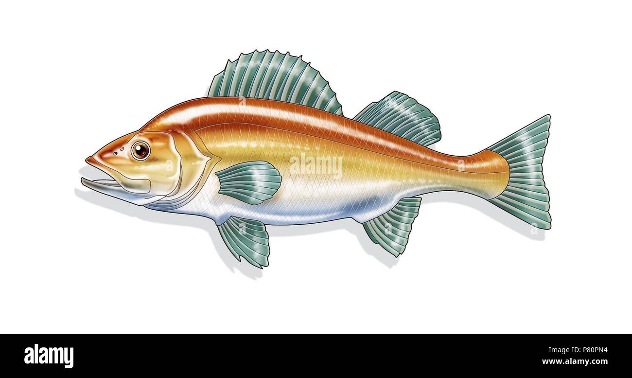 Pesce dei teleostei anatomia esterna Foto stock - Alamy