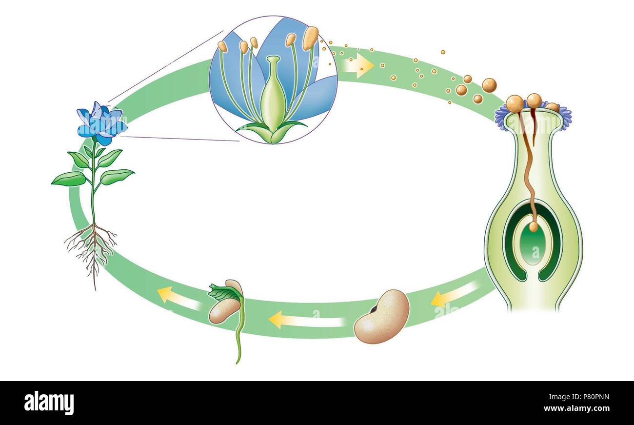 Ciclo de vida de las angiospermas immagini e fotografie stock ad alta ...
