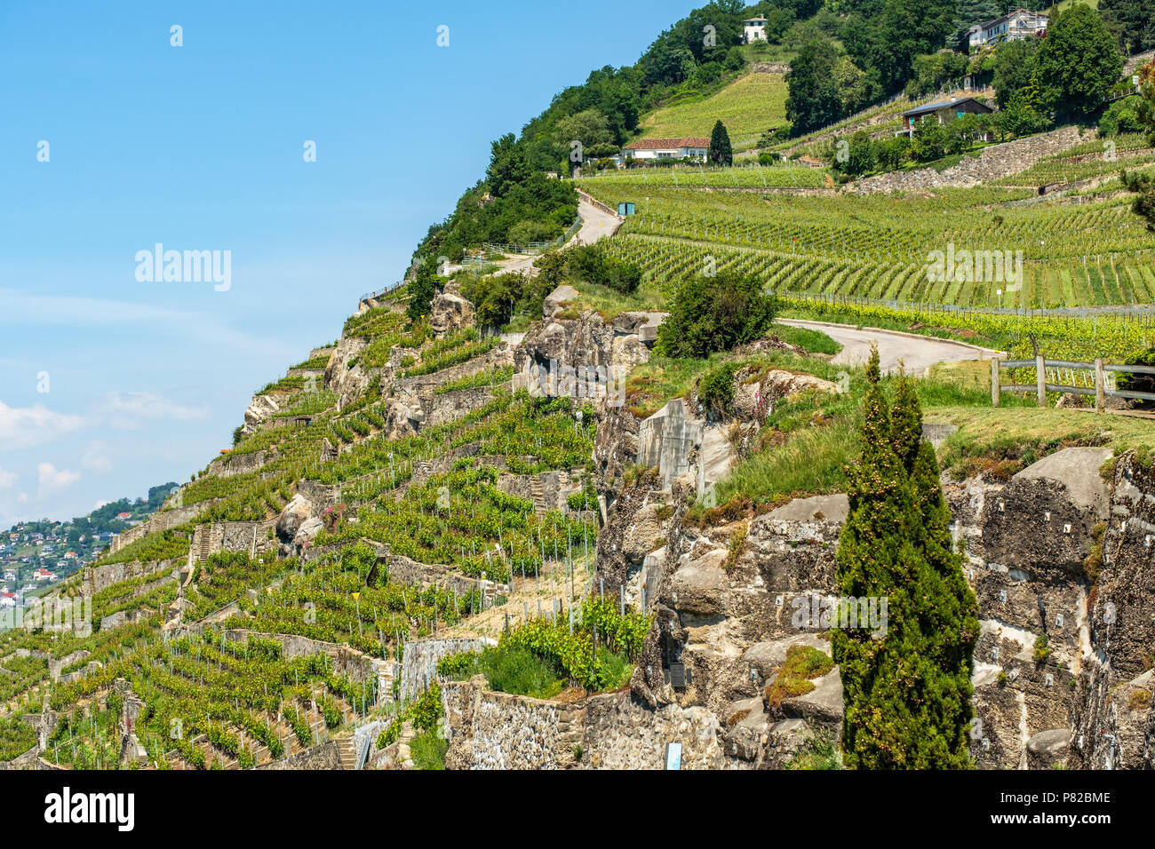 Lavaux vineyard terraces immagini e fotografie stock ad alta ...