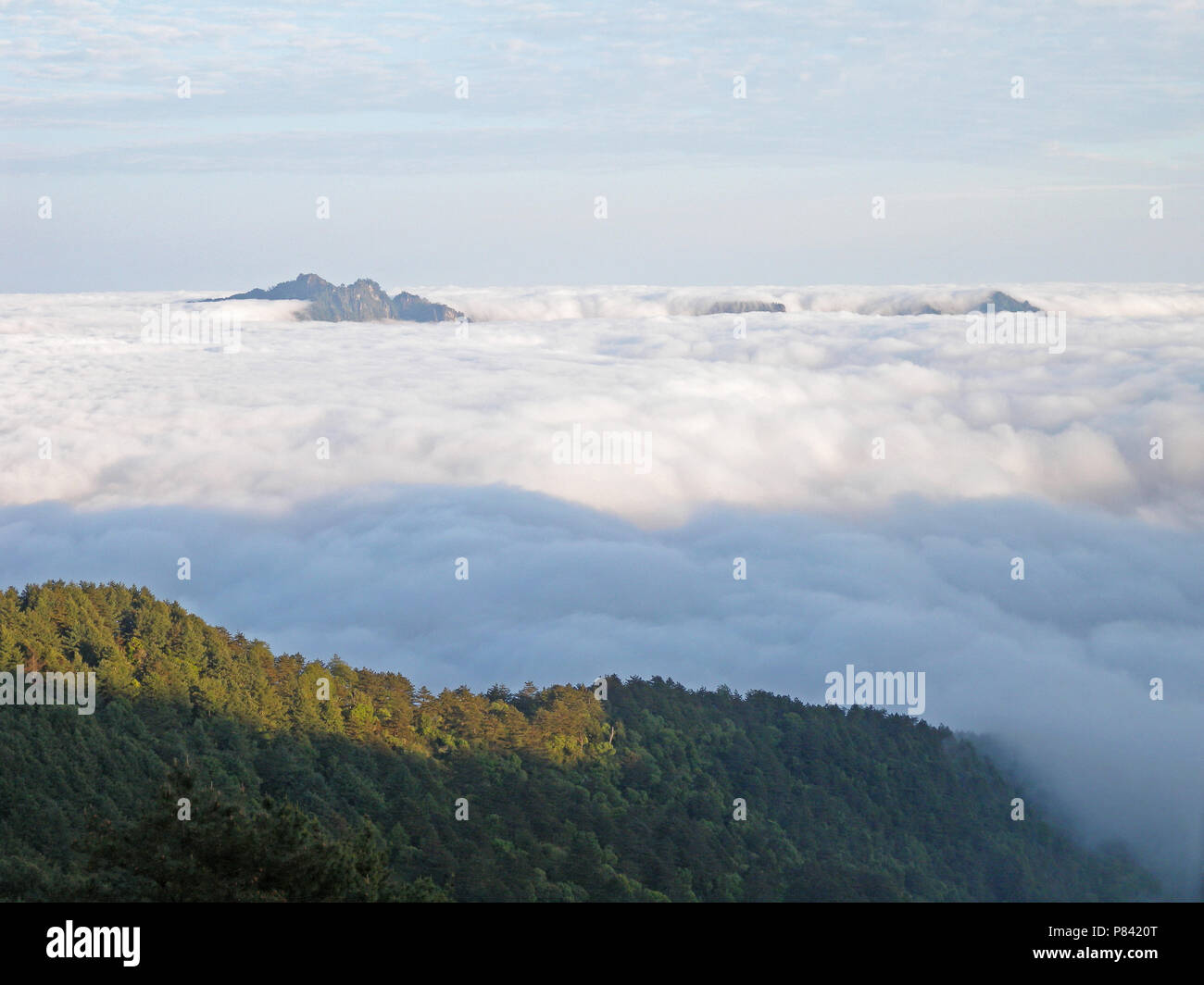 Alishan taiwan immagini e fotografie stock ad alta risoluzione - Alamy