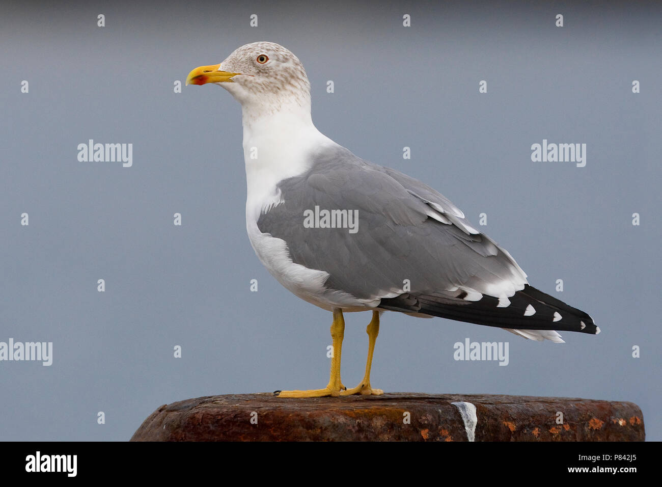 Gabbiano reale atlantico; Azzorre giallo-gambe; Gabbiano Larus micha ...