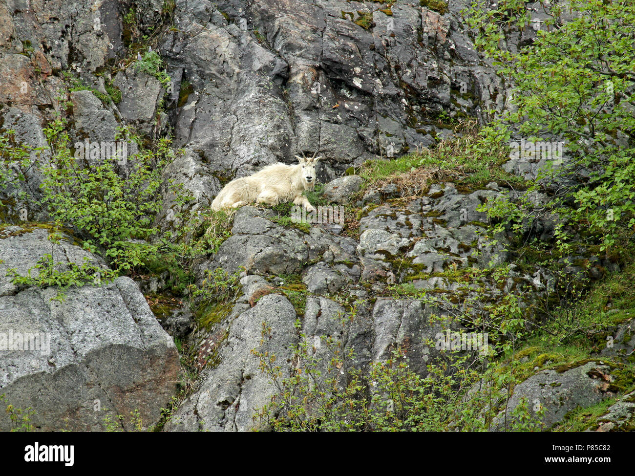 Capra arrampicata immagini e fotografie stock ad alta risoluzione - Alamy