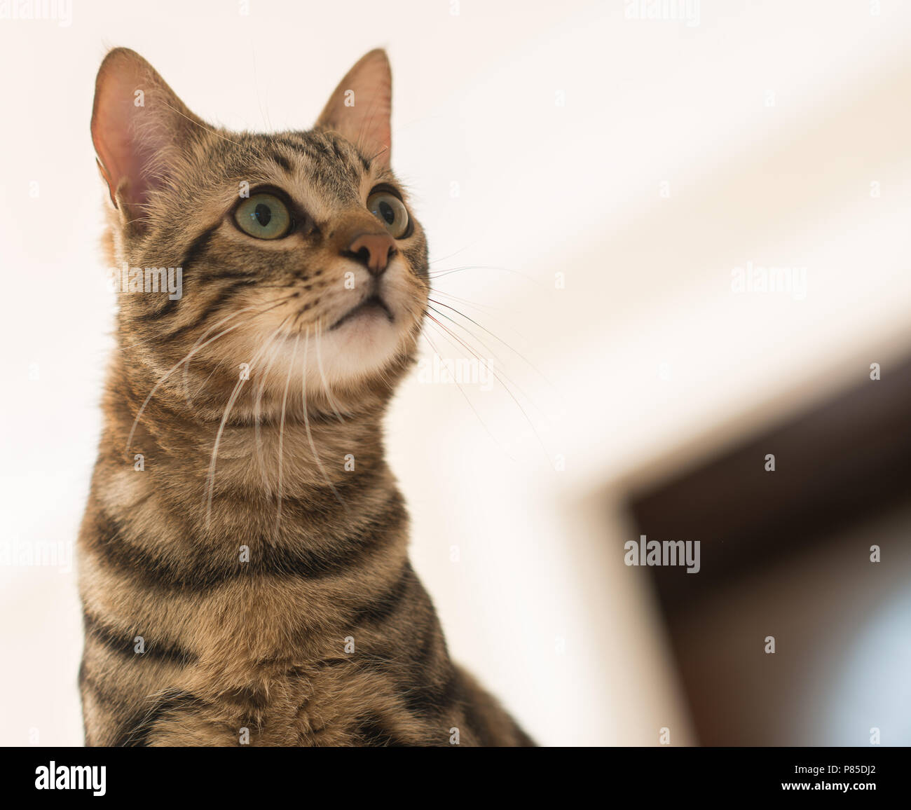 Gatto Felino Immagini e Fotos Stock - Alamy