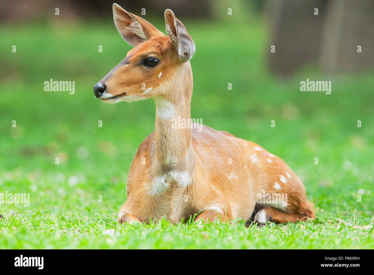 Bushbuck tragelaphus buschbock immagini e fotografie stock ad alta ...