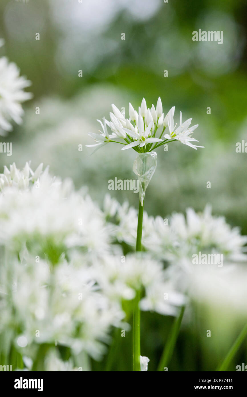 Pianta di ramsons immagini e fotografie stock ad alta risoluzione - Alamy