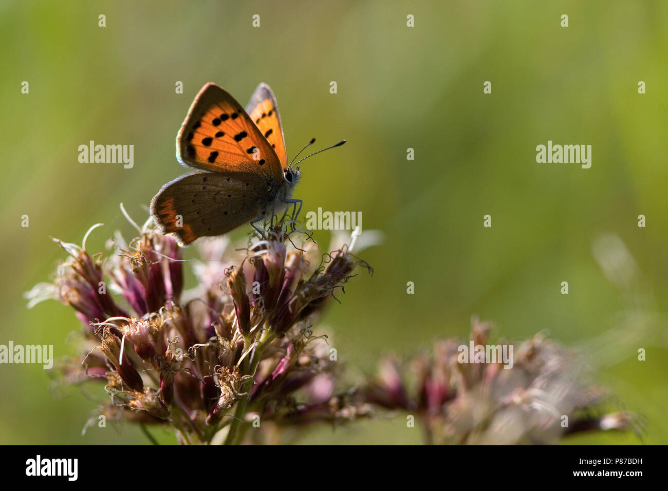 Kleine vuurvlinder immagini e fotografie stock ad alta risoluzione - Alamy