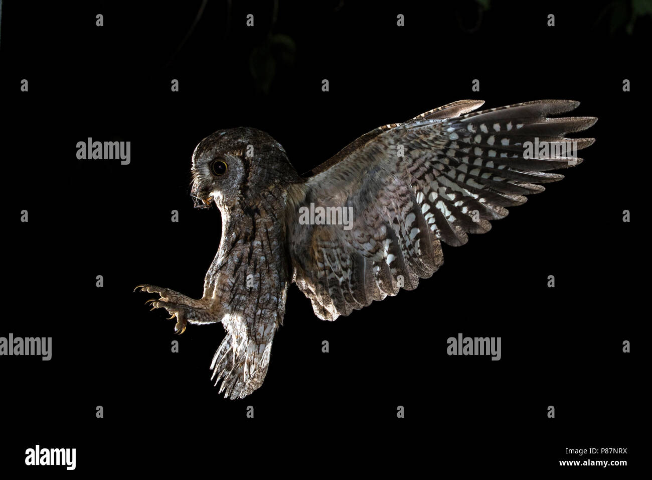 Autillo europeo immagini e fotografie stock ad alta risoluzione - Alamy