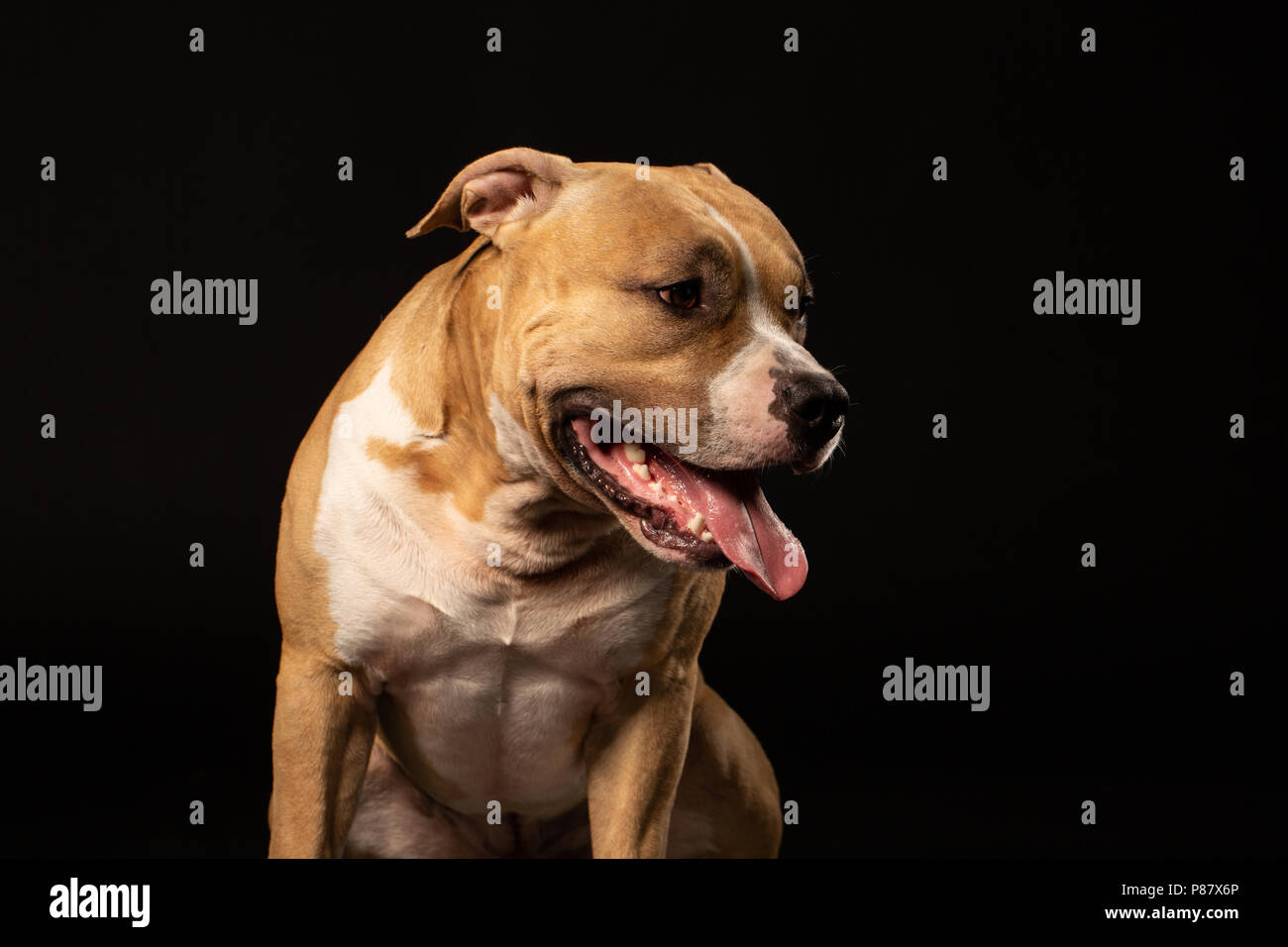 Cuccioli di staffordshire bull terrier immagini e fotografie stock ad ...