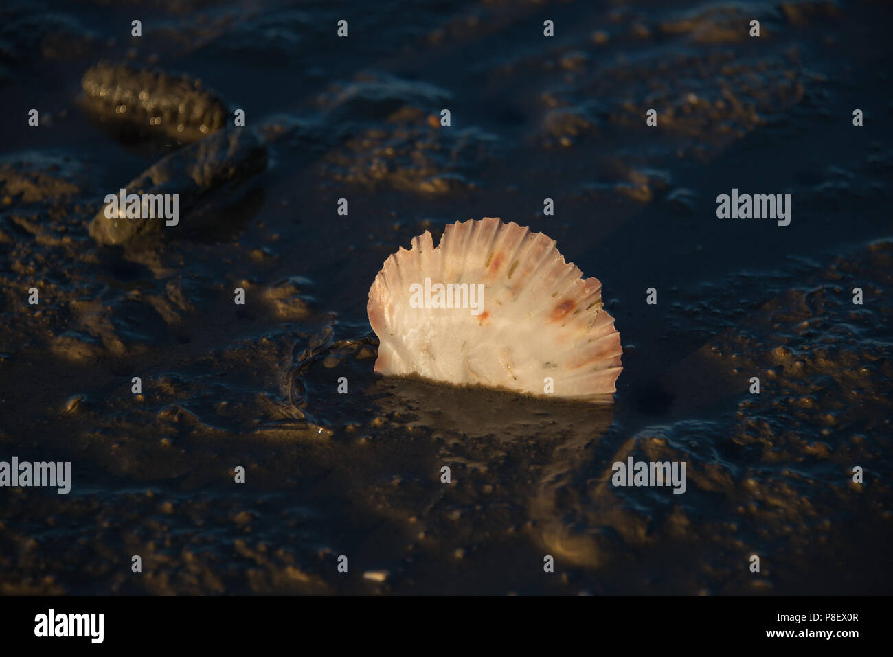 Shell dell'ambiente immagini e fotografie stock ad alta risoluzione - Alamy