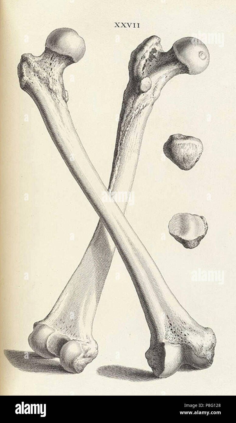 Anatomia scheletrica del cavallo immagini e fotografie stock ad alta ...