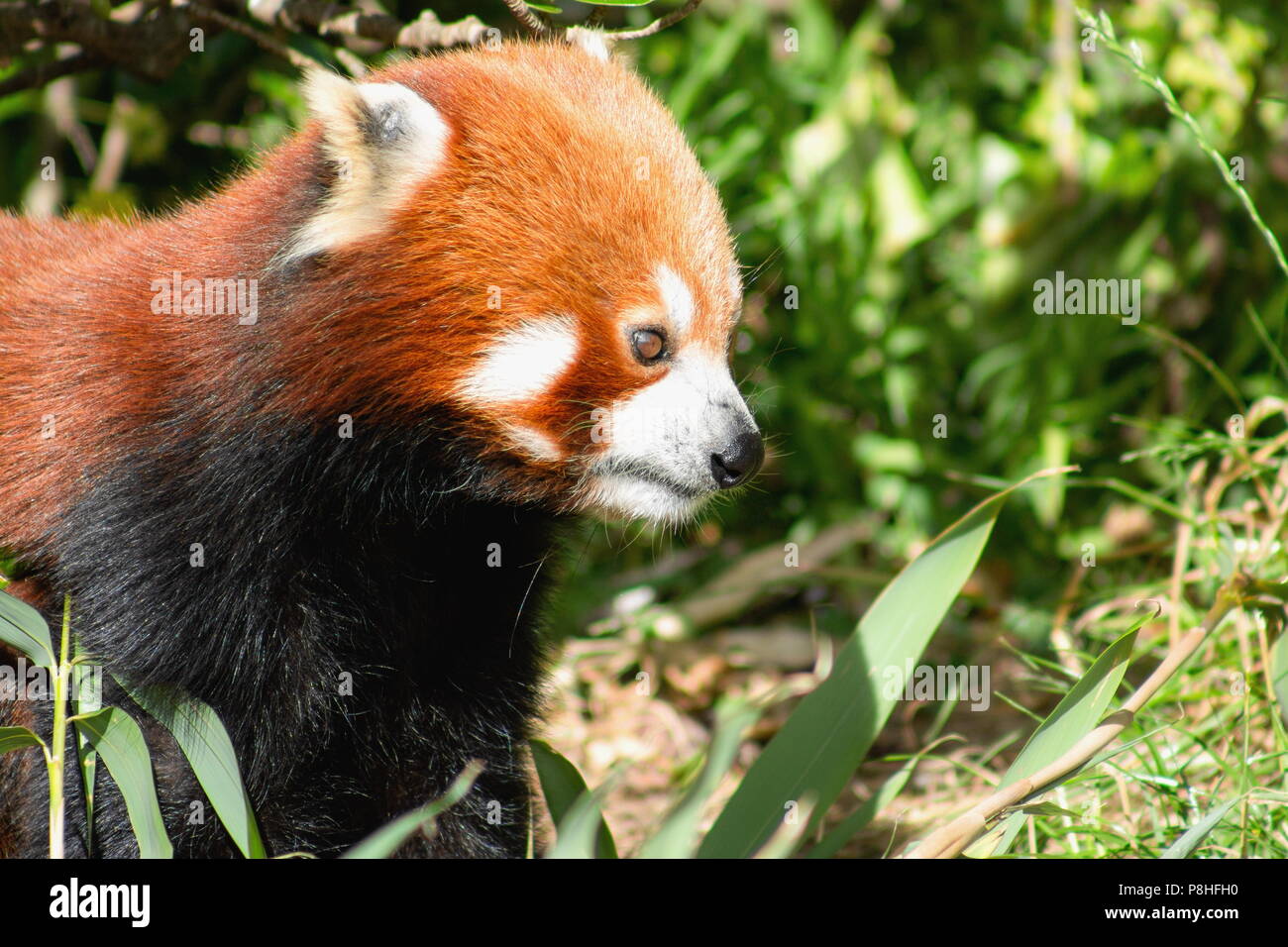 Faccia Da Panda Rosso Immagini e Fotos Stock - Alamy