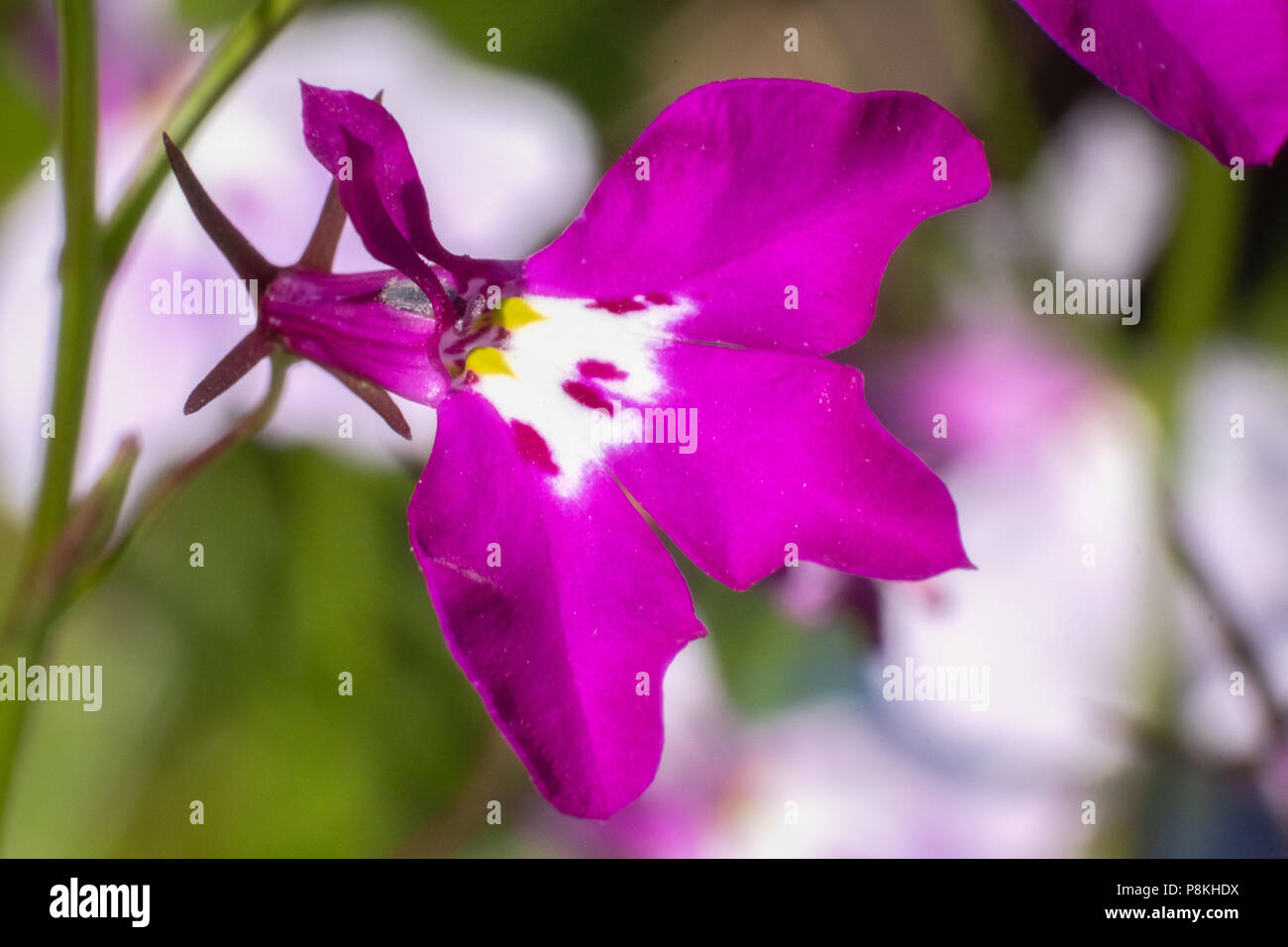 Lobelia blu pallido immagini e fotografie stock ad alta risoluzione - Alamy
