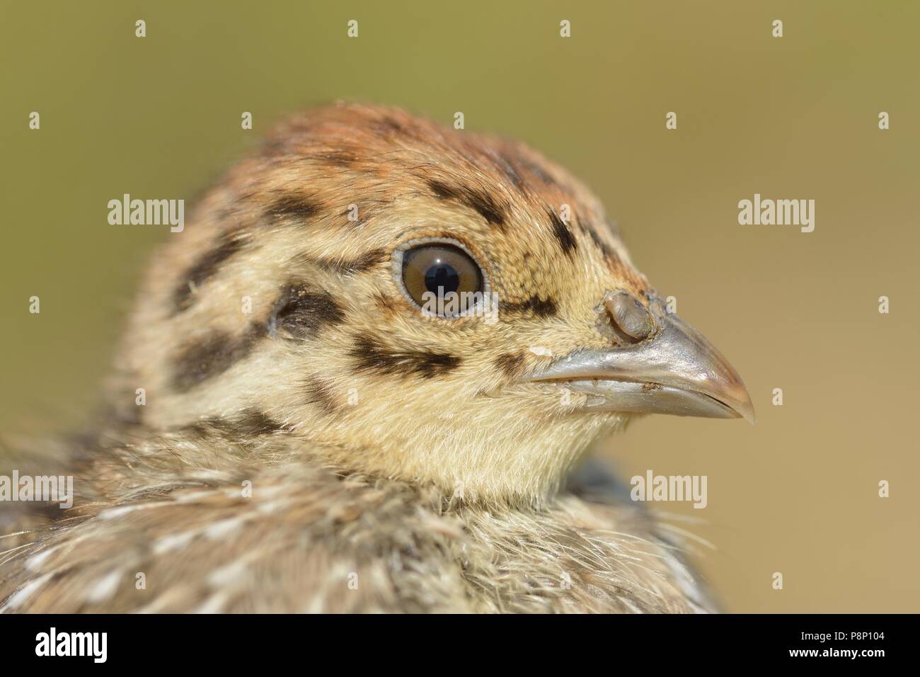 Pernice rossa immagini e fotografie stock ad alta risoluzione - Alamy