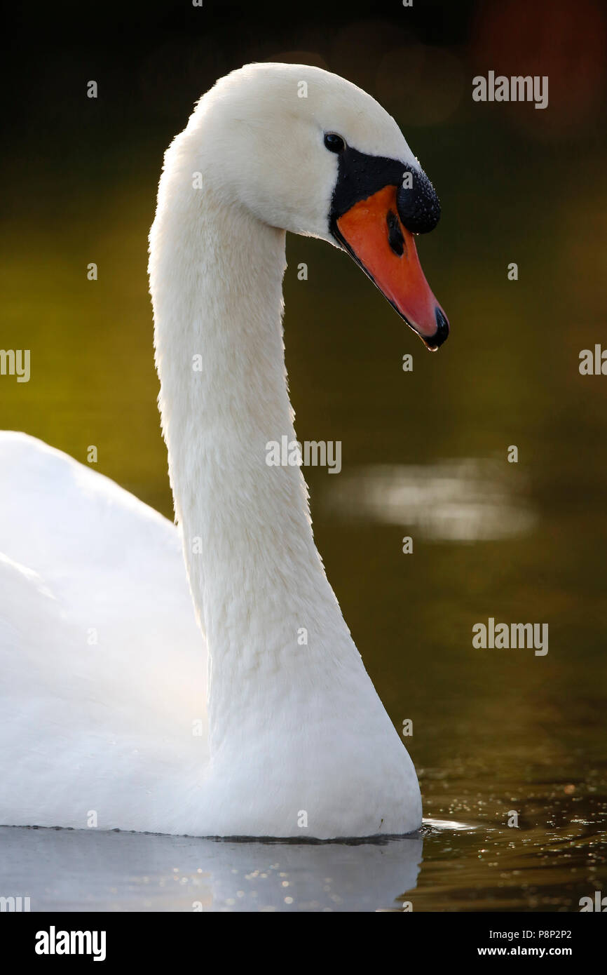Fauna selvatica del cigno muto immagini e fotografie stock ad alta ...