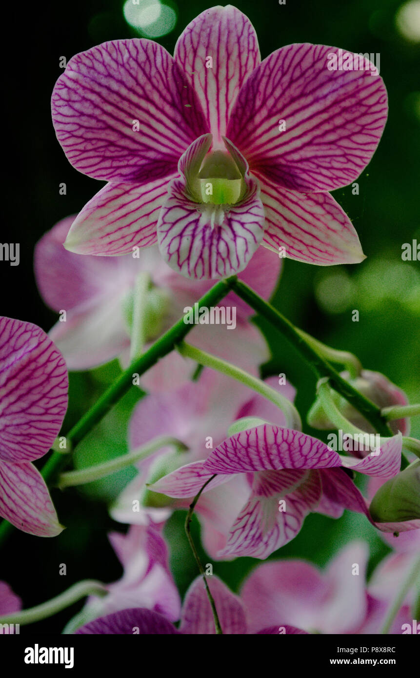Giardino botanico di kuala lumpur immagini e fotografie stock ad alta ...