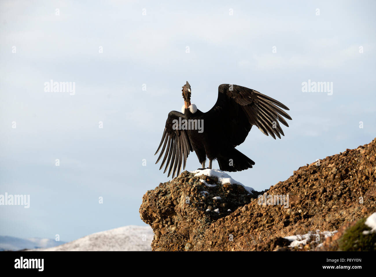 Condor maschio adulto immagini e fotografie stock ad alta risoluzione ...