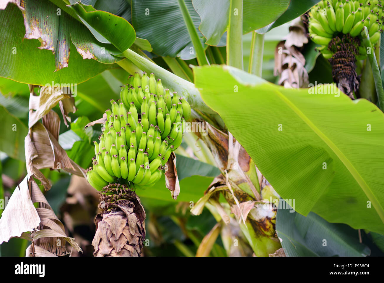 Grappolo di verde di maturazione banane di Apple su un albero di banane ...
