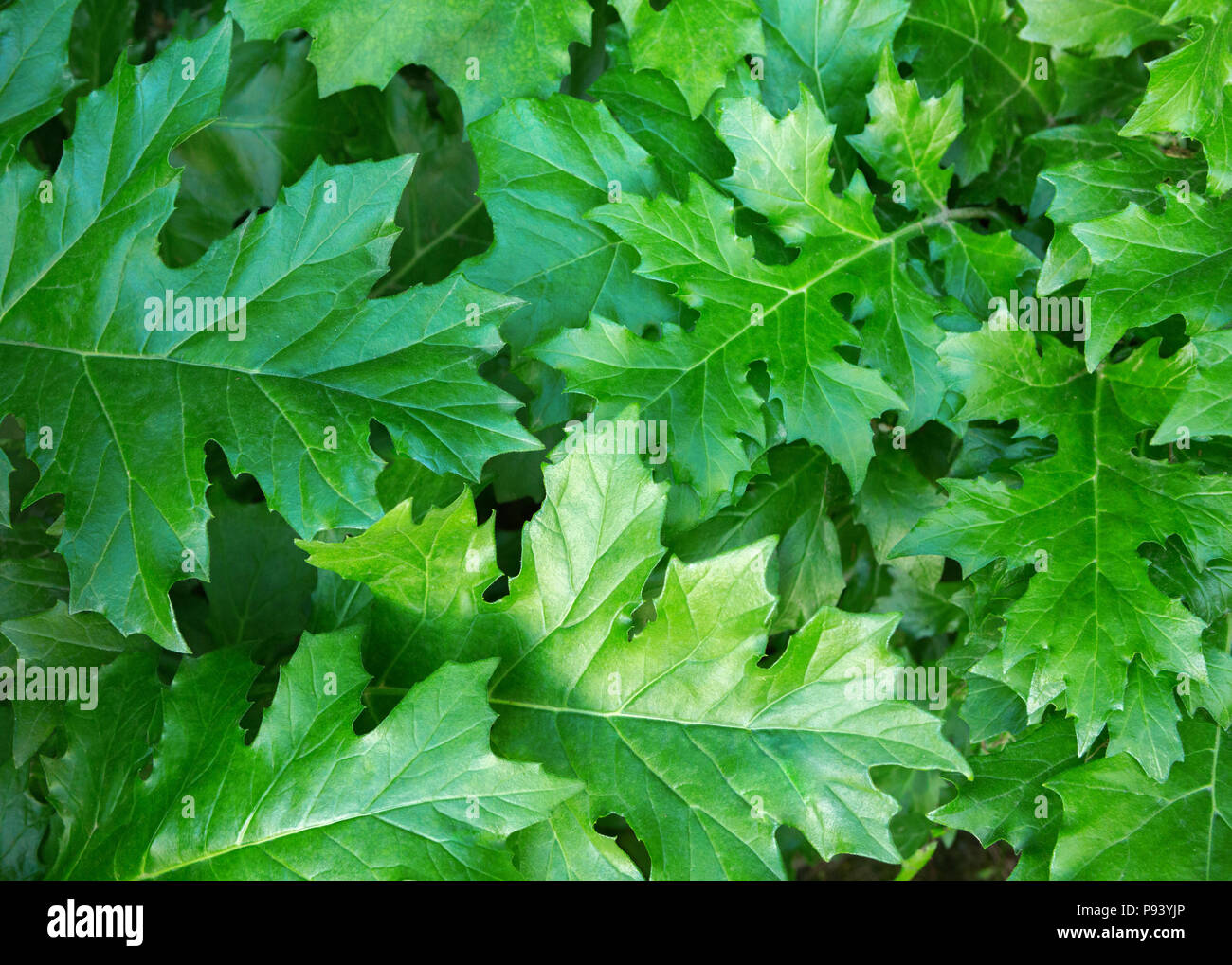 Foglie d'acanto immagini e fotografie stock ad alta risoluzione - Alamy