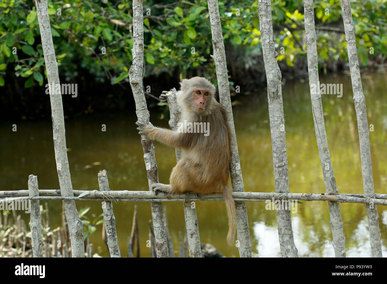 Mammiferi del bangladesh immagini e fotografie stock ad alta ...