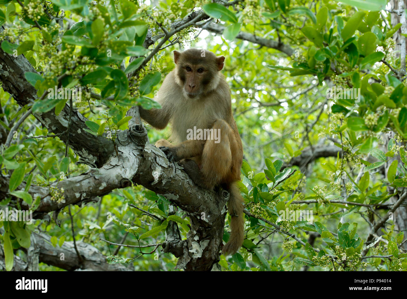Mammiferi del bangladesh immagini e fotografie stock ad alta ...