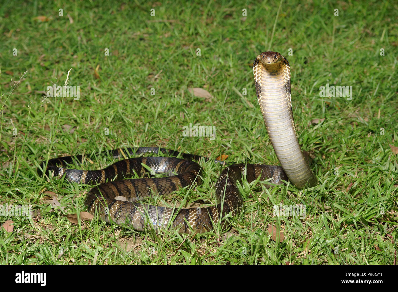 Bhutan bangladesh immagini e fotografie stock ad alta risoluzione - Alamy