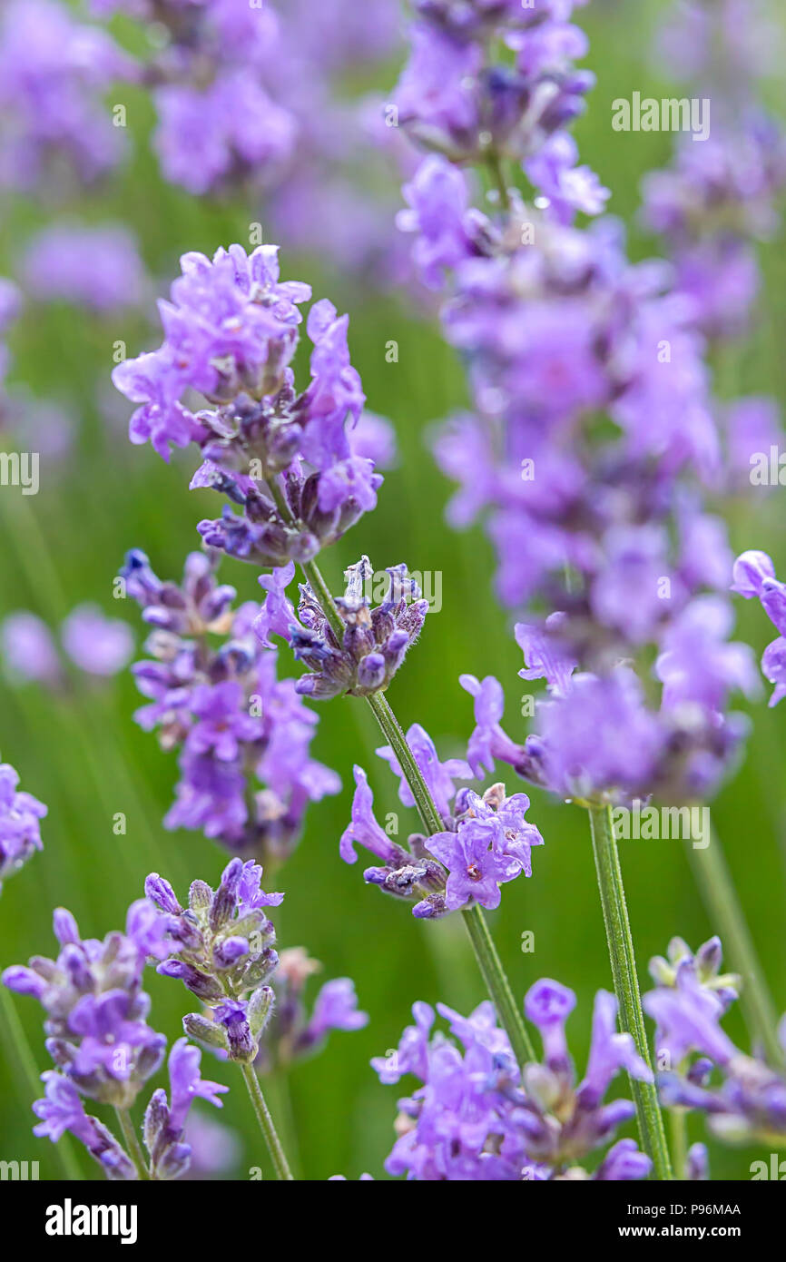 Close up di un mazzo di fiori di lavanda, Lavandula spica, su un ...