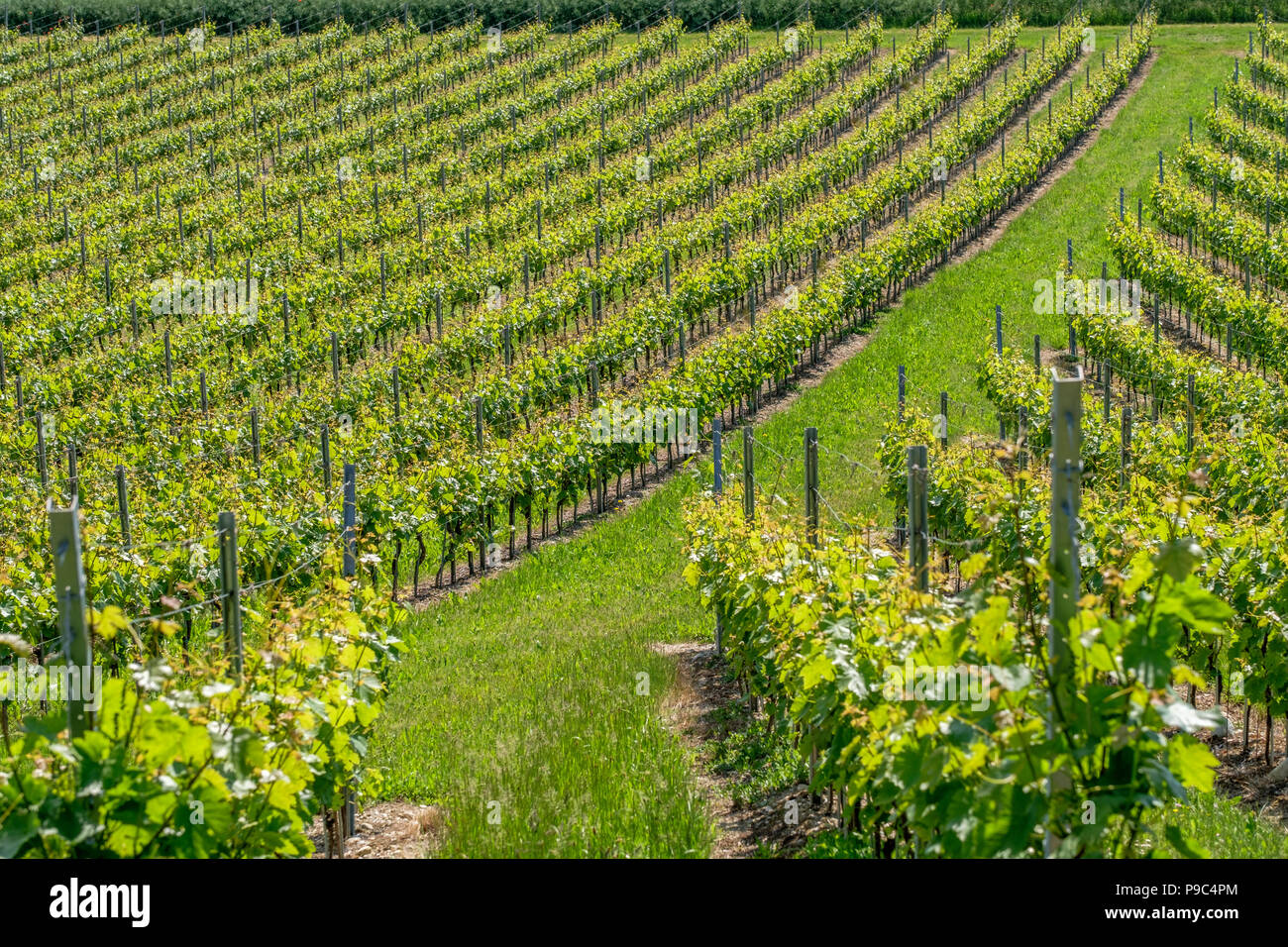 Vigneto svizzera immagini e fotografie stock ad alta risoluzione - Alamy