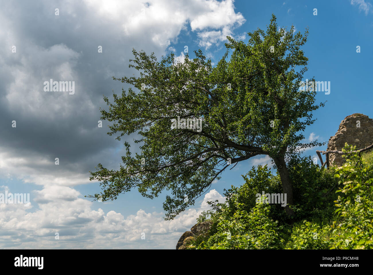 Albero che cresce sulla montagna immagini e fotografie stock ad alta ...