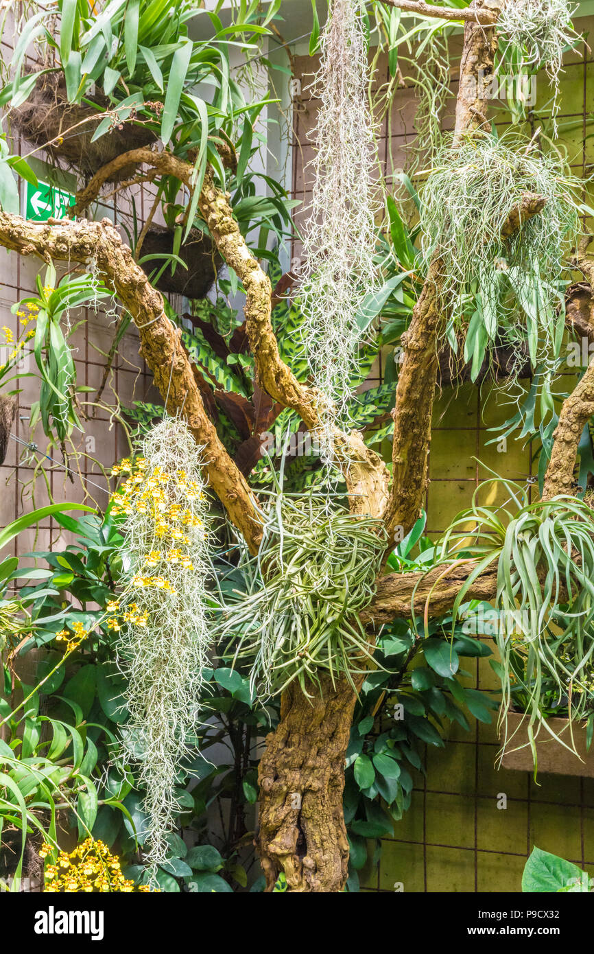 Orchidea grammatophyllum speciosum immagini e fotografie stock ad alta ...