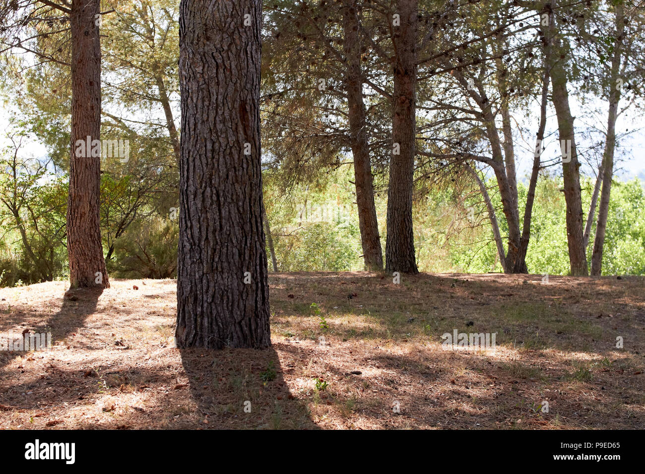 Pineta sullo sfondo della natura immagini e fotografie stock ad alta ...